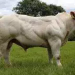 Mesne pasme krav: opisi top 12 in njihove značilnosti, kjer so vzrejene 5741_20