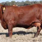 ხორცის ჯიშების ძროხა: ზედა 12-ის აღწერა და მათი დამახასიათებელი, სადაც ისინი გამოყვანილია 5741_21