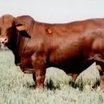 Vleesrassen van koeien: beschrijvingen van de top 12 en hun kenmerk waar ze worden gefokt 5741_22