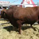 Месни породи крави: описания на топ 12 и тяхната характеристика, в която се отглеждат 5741_23