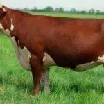 Mesne pasme krav: opisi top 12 in njihove značilnosti, kjer so vzrejene 5741_24