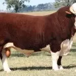 Các giống thịt của bò: mô tả của top 12 và đặc điểm của chúng nơi chúng được nhân giống 5741_25