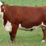 ხორცის ჯიშების ძროხა: ზედა 12-ის აღწერა და მათი დამახასიათებელი, სადაც ისინი გამოყვანილია 5741_26