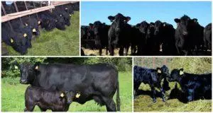 Aberdeen-Angus品種、繁殖とケアの牛の説明と特徴
