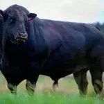 Lehmade liha tõud: top 12 kirjeldused ja nende omadused, kus nad on kasvatatud 5741_28
