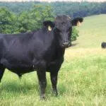 Mesne pasme krav: opisi top 12 in njihove značilnosti, kjer so vzrejene 5741_29