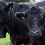 Razas de carne de vacas: descricións dos 12 primeiros e a súa característica onde están criados 5741_30