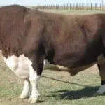 Các giống thịt của bò: mô tả của top 12 và đặc điểm của chúng nơi chúng được nhân giống 5741_31
