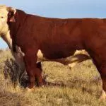 سلالات اللحوم من الأبقار: أوصاف من أعلى 12 وتميزهم حيث يتم بل 5741_32