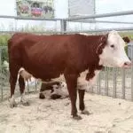 Mesne pasme krav: opisi top 12 in njihove značilnosti, kjer so vzrejene 5741_33