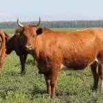 Razas de carne de vacas: descricións dos 12 primeiros e a súa característica onde están criados 5741_34
