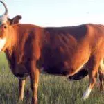 Các giống thịt của bò: mô tả của top 12 và đặc điểm của chúng nơi chúng được nhân giống 5741_35