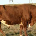 ხორცის ჯიშების ძროხა: ზედა 12-ის აღწერა და მათი დამახასიათებელი, სადაც ისინი გამოყვანილია 5741_36