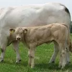 سلالات اللحوم من الأبقار: أوصاف من أعلى 12 وتميزهم حيث يتم بل 5741_37