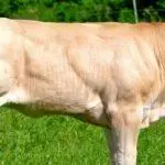 Các giống thịt của bò: mô tả của top 12 và đặc điểm của chúng nơi chúng được nhân giống 5741_38