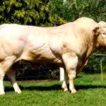 Kjøttaser av kyr: Beskrivelser av topp 12 og deres karakteristikk hvor de blir avlet 5741_39