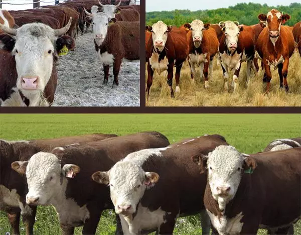 Описи и карактеристики на првите 12 раси на месо од крави, каде што се одгледуваат и како да изберат