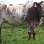 Masová plemena krav: popisy top 12 a jejich charakteristika, kde jsou chováni 5741_5