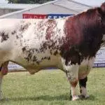 Các giống thịt của bò: mô tả của top 12 và đặc điểm của chúng nơi chúng được nhân giống 5741_6