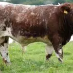 Vleesrassen van koeien: beschrijvingen van de top 12 en hun kenmerk waar ze worden gefokt 5741_7