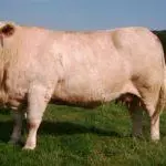 Razas de carne de vacas: descricións dos 12 primeiros e a súa característica onde están criados 5741_8