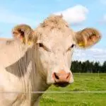 Месни породи крави: описания на топ 12 и тяхната характеристика, в която се отглеждат 5741_9