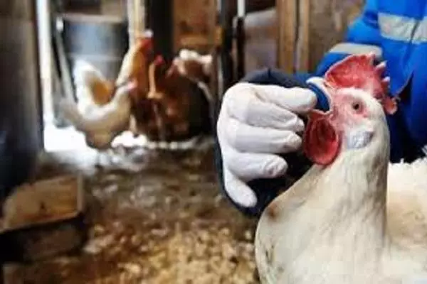 Treatment in chicken coop