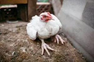 Causes and symptoms of diseases of the legs in chickens, treatment methods