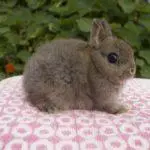 beginners کے لئے گھر میں آرائشی خرگوش کی کمی 5744_3