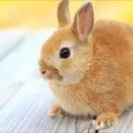 beginners کے لئے گھر میں آرائشی خرگوش کی کمی 5744_4