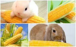 Hvilke grøntsager og frugter kan gives til kaniner, fodringsregler og hvad der ikke kan