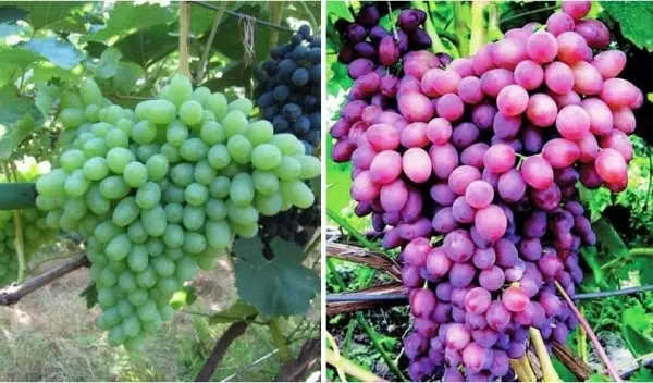 Różne winogrona.