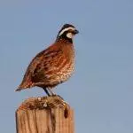 ສາຍພັນຊີ້ນ Quail: 5 ອັນດັບ 5, ທີ່ໃຫຍ່ທີ່ສຸດ, ການດູແລສັດຕູແລະ broiler 574_10