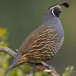 Quail meat breeds: Top 5 largest, characteristics and broiler care 574_14