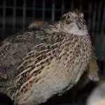 Quail haragi arraza: Top 5 handiena, ezaugarriak eta broiler arreta 574_2