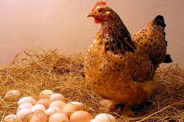 שוכב ביצים