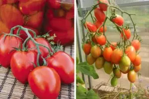 Pomidor imperiýasynyň we onuň hasyllarynyň dürlüliginiň beýany