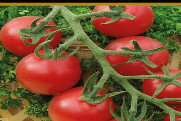 Pomidor Malvin