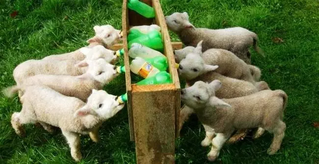 Фидер за овци