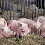 Wêrom piglets hoesten: oarsaken fan 'e sykte en hoe te behanneljen, previnsje 5759_3