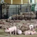 Niyə piglets öskürür: xəstəliyin səbəbləri və necə müalicə edilməsi, qarşısının alınması 5759_6