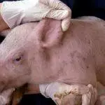 למה חזירונים שיעול: גורם למחלה וכיצד לטפל, מניעה 5759_8
