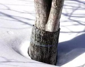 겨울을위한 젊은 사과 나무를 올바르게 준비하는 방법과 왜 뇌졸중, 재료 및 단계별 가이드