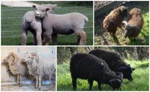 विवरण 6 बौने भेड़ और उनकी सामग्री की सबसे छोटी नस्लों की