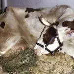 آخری گایوں کی گرفتاری: وجوہات اور علامات، علاج اور روک تھام اسکیم 5768_12