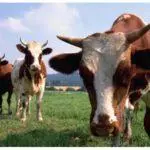 Притворање на последните крави: Причини и симптоми, третман и превенција шема 5768_14