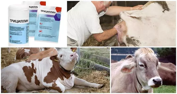 Detentie van de laatste koeien: oorzaken en symptomen, behandeling en preventie 5768_15