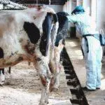Ditahan sapi tatanggana: nyababkeun sareng gejala, perawatan sareng skéma pencegahan 5768_2