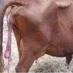 آخری گایوں کی گرفتاری: وجوہات اور علامات، علاج اور روک تھام اسکیم 5768_3