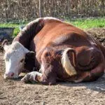 最後の牛の拘禁：原因と症状、治療および予防計画 5768_7